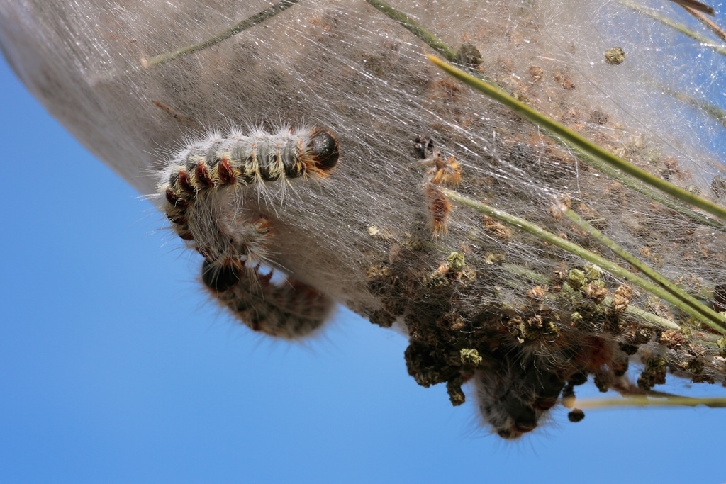 La procesionaria del pino - Santo Ángel